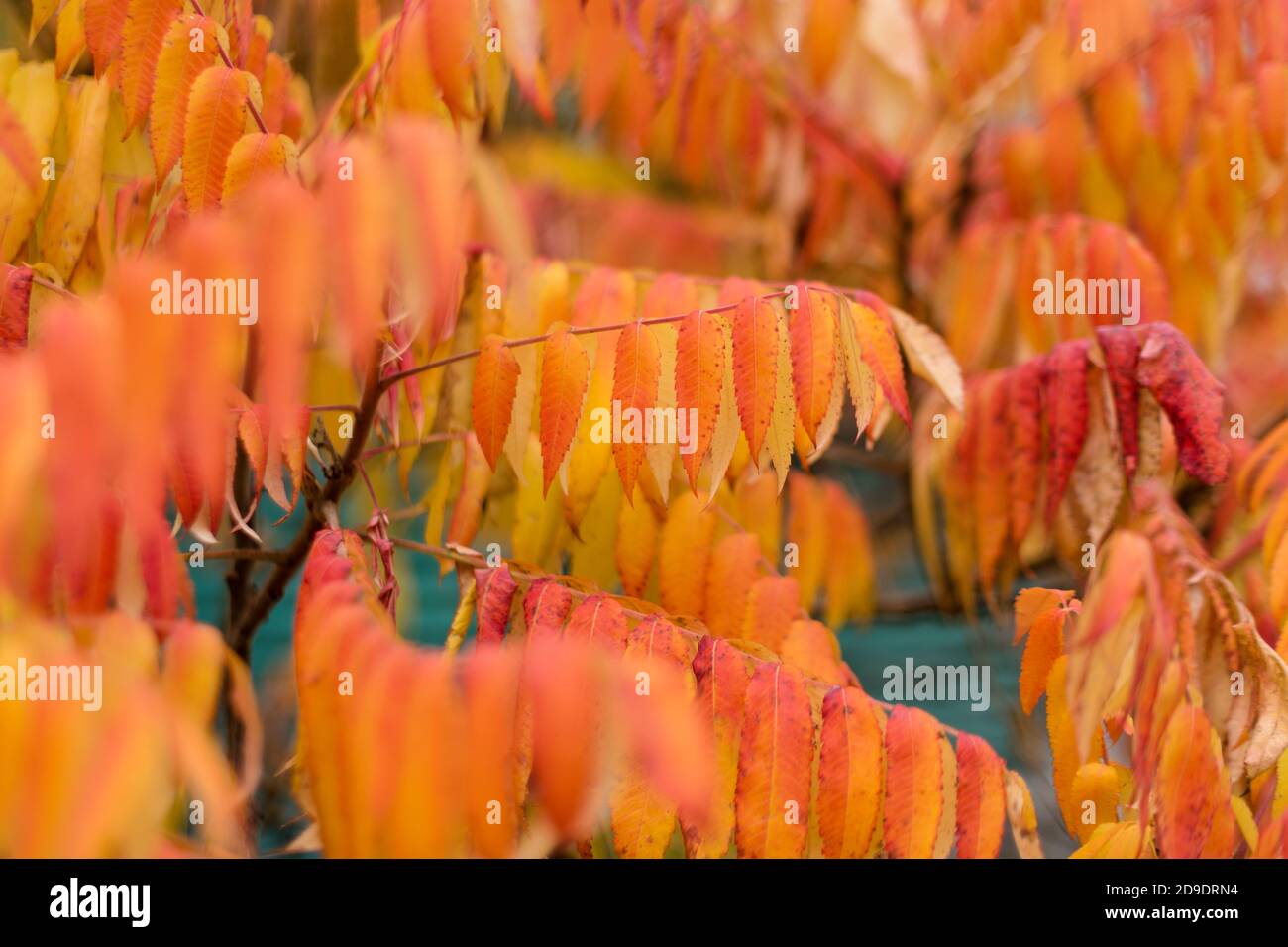 Colorful leaves in autumn forest. Bright foliage in autumn park ...