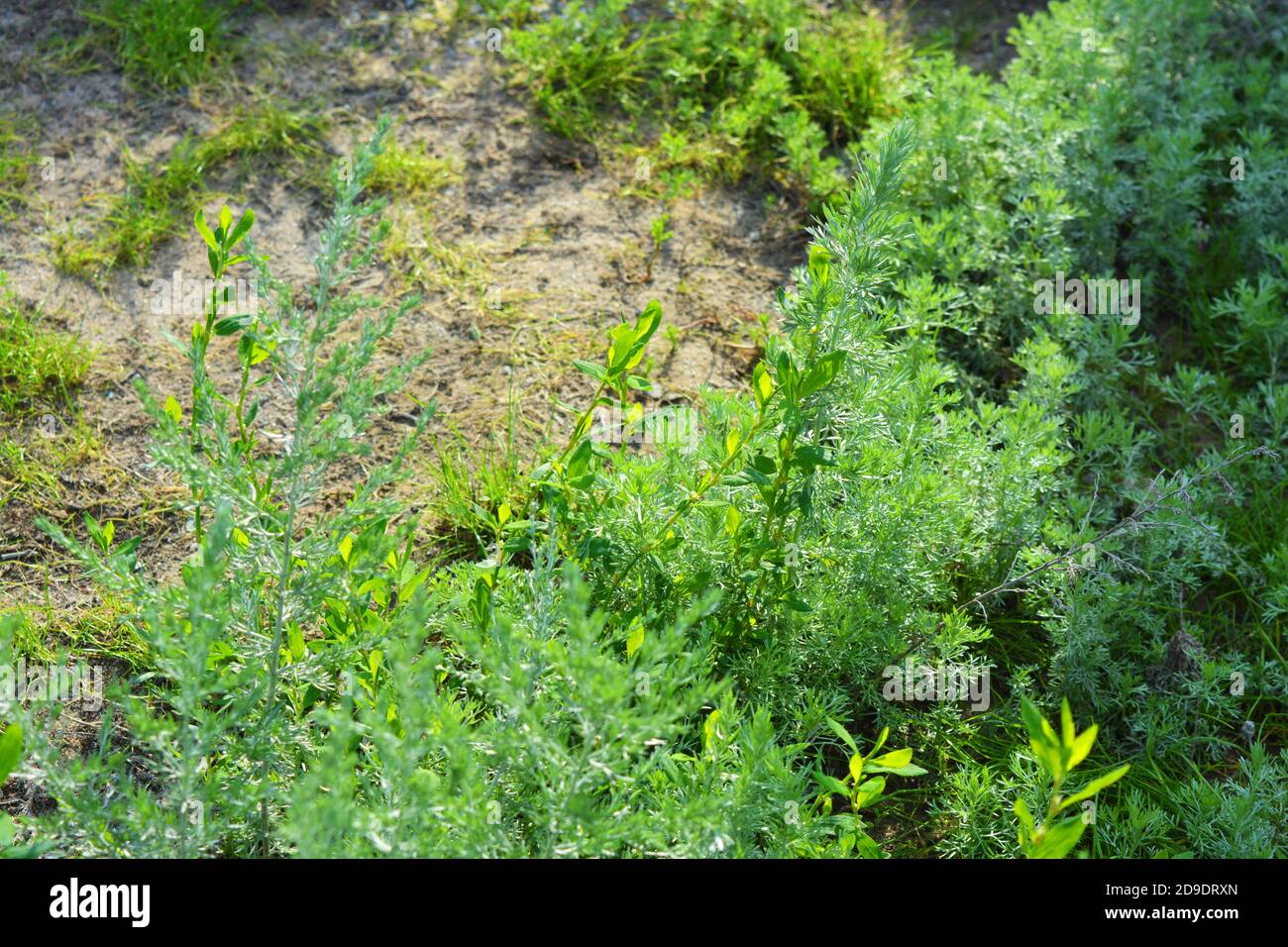 Bright and colorful grass, landscaping, wild grass with weeds growing ...