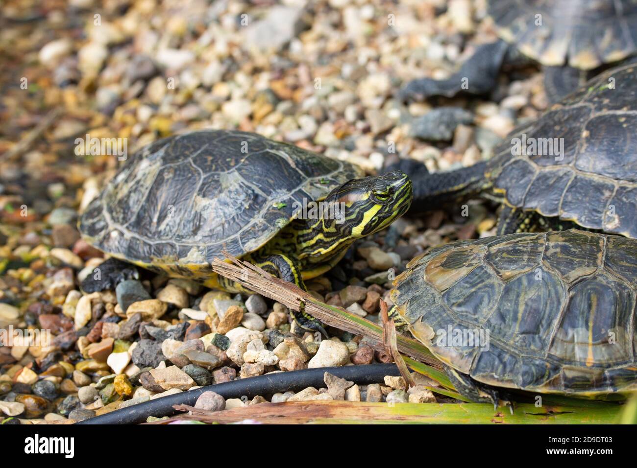 Trachemys scripta turtle with yellow belly and red ears. Wild turtle in ...
