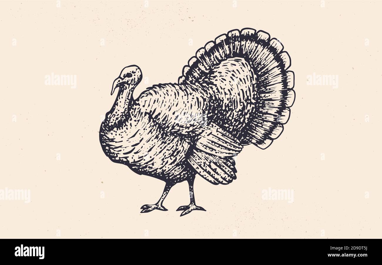 Turkey. Vintage retro print Stock Vector Image & Art - Alamy