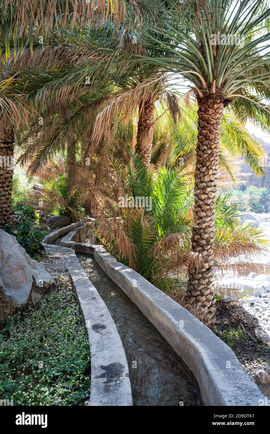 Sultanate of Oman: wadi, river flowing from the mountains, sheltering ...