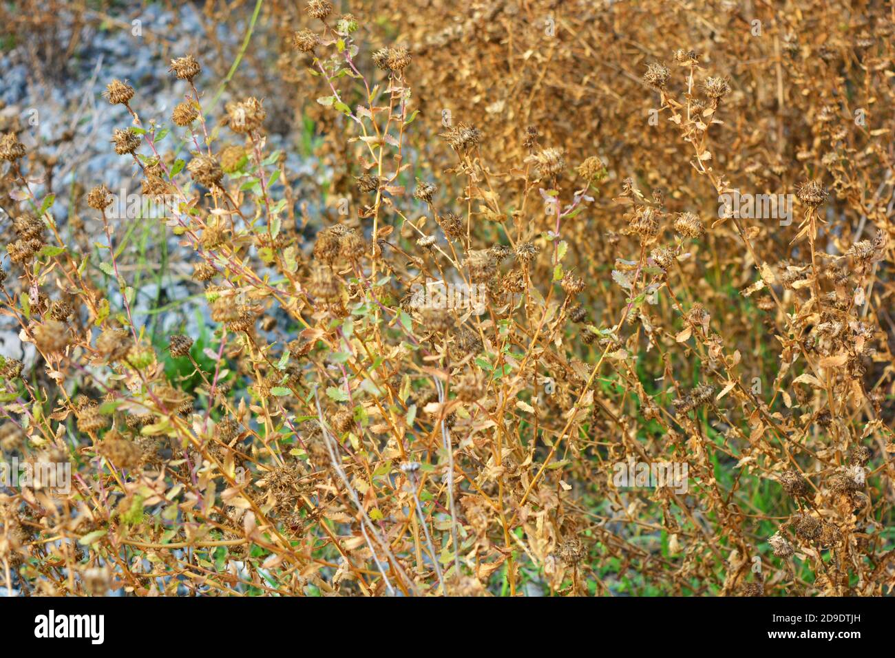 Drought, dried shrubs of golden flowers after a dry summer in late ...