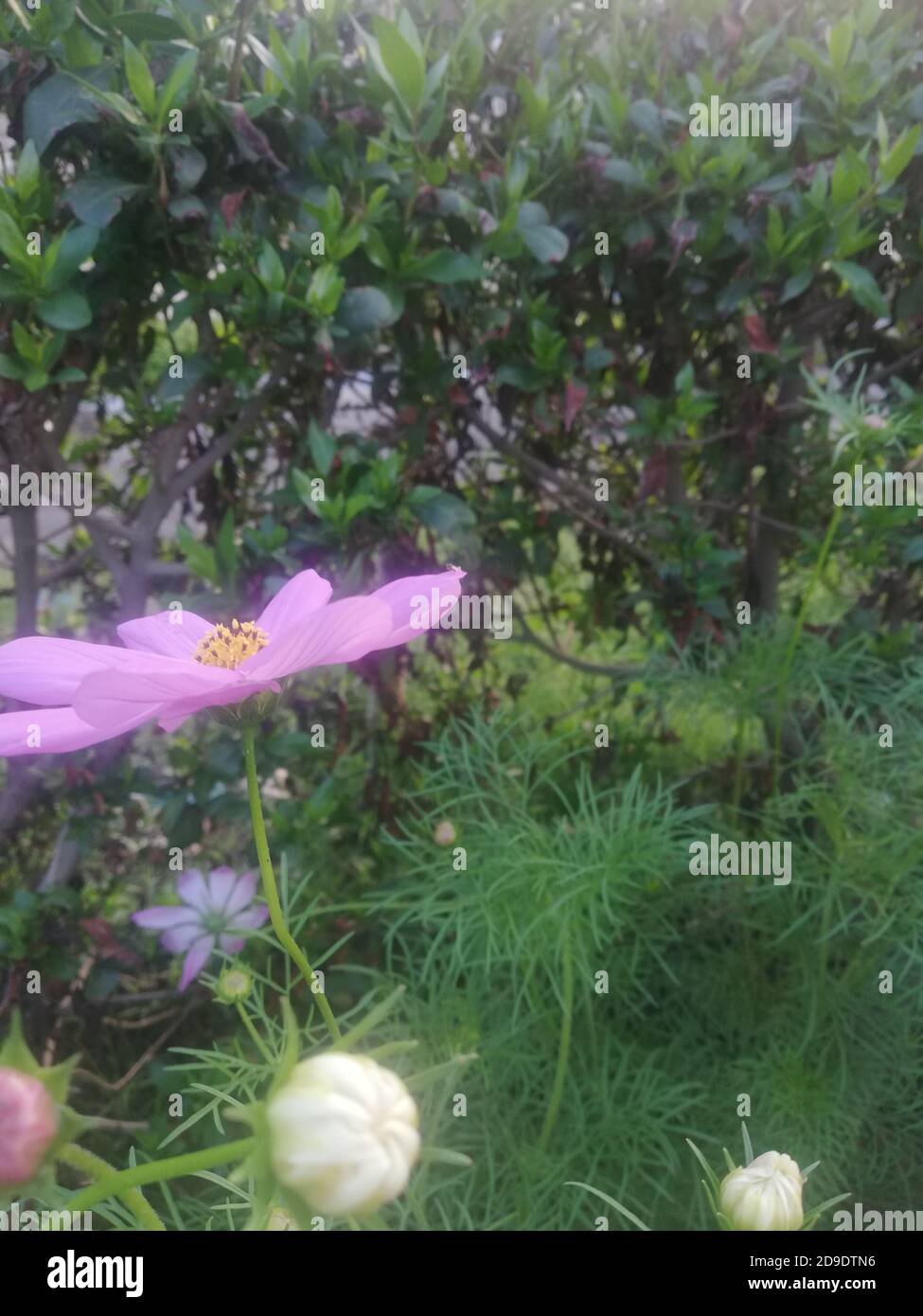 Cosmos is a genus of Asteraceae family , with the same common name of ...