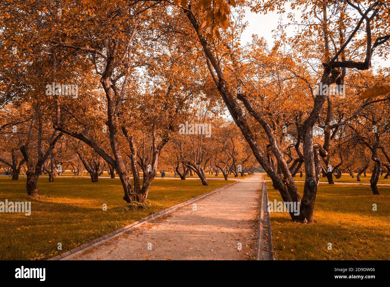 Autumn in the forest. Perspective of the path in fall park whith bright ...