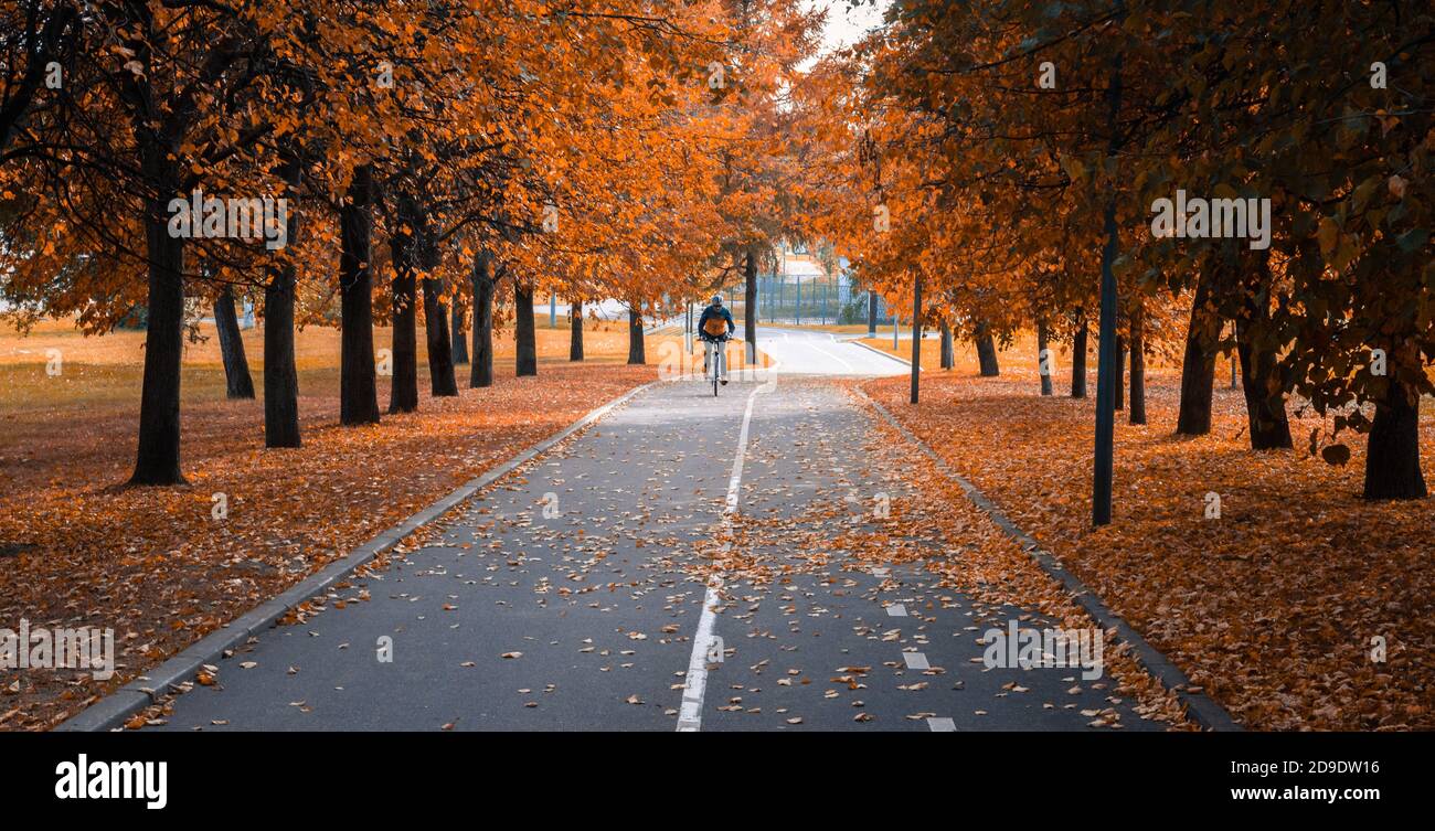 Autumn in the forest. Perspective of the path in fall park whith bright ...