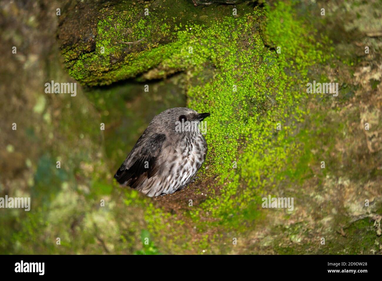 A small gray native bird in its nest Stock Photo - Alamy