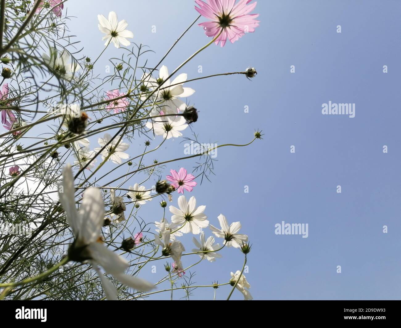 Cosmos is a genus of Asteraceae family , with the same common name of ...