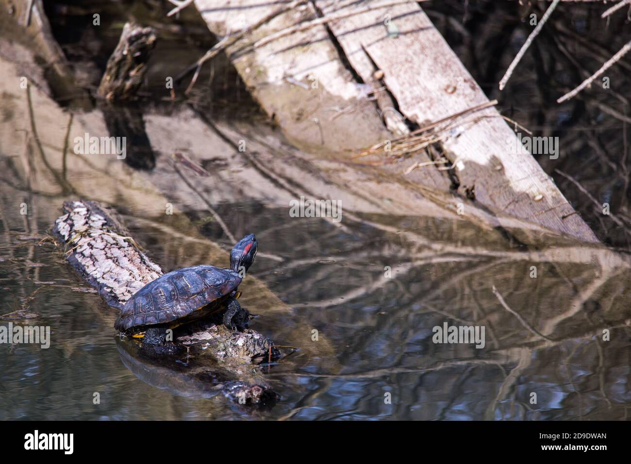 Yellow-bellied slider Turtle Trachemys Scripta Scripta standing on a ...