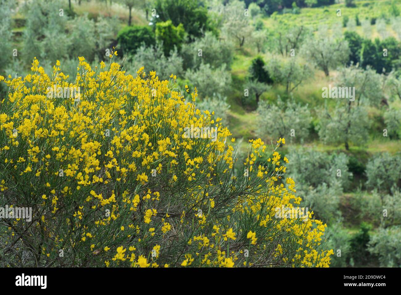 Broom bush hi-res stock photography and images - Alamy