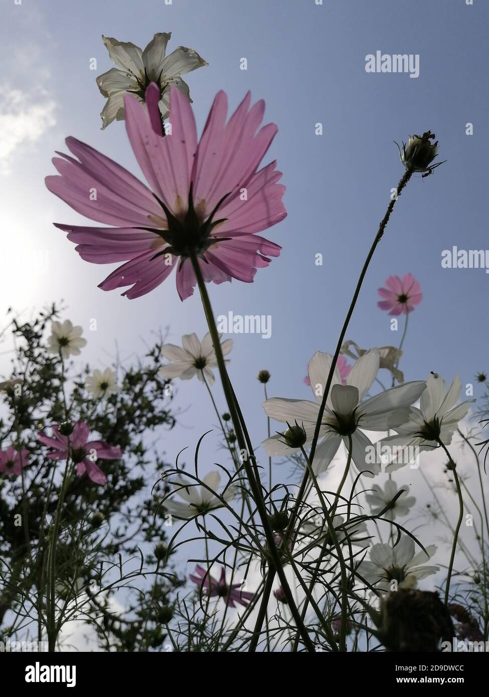 Cosmos is a genus of Asteraceae family , with the same common name of ...