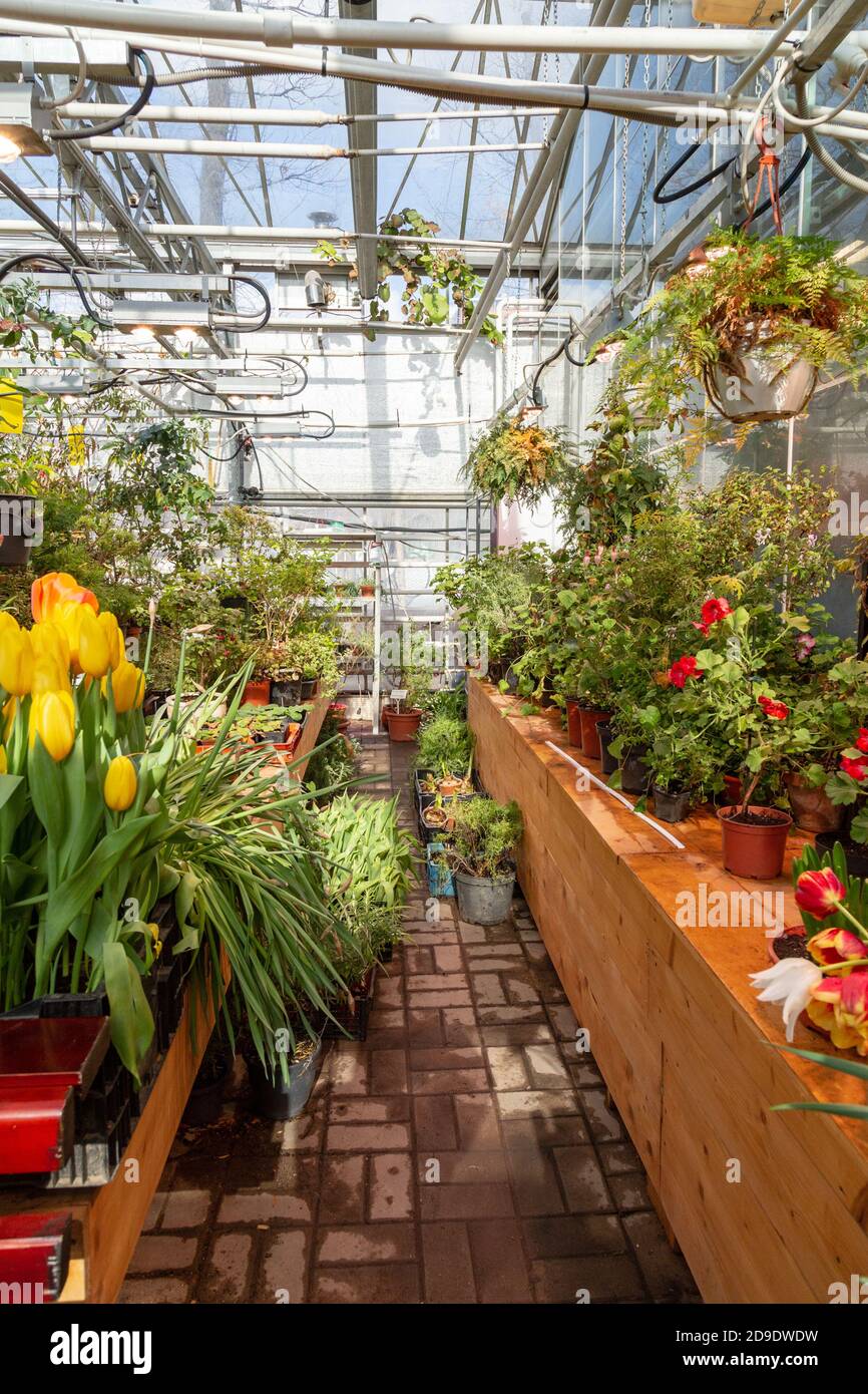 Interior of a greenhouse for growing flowers and plants. Flowers in ...