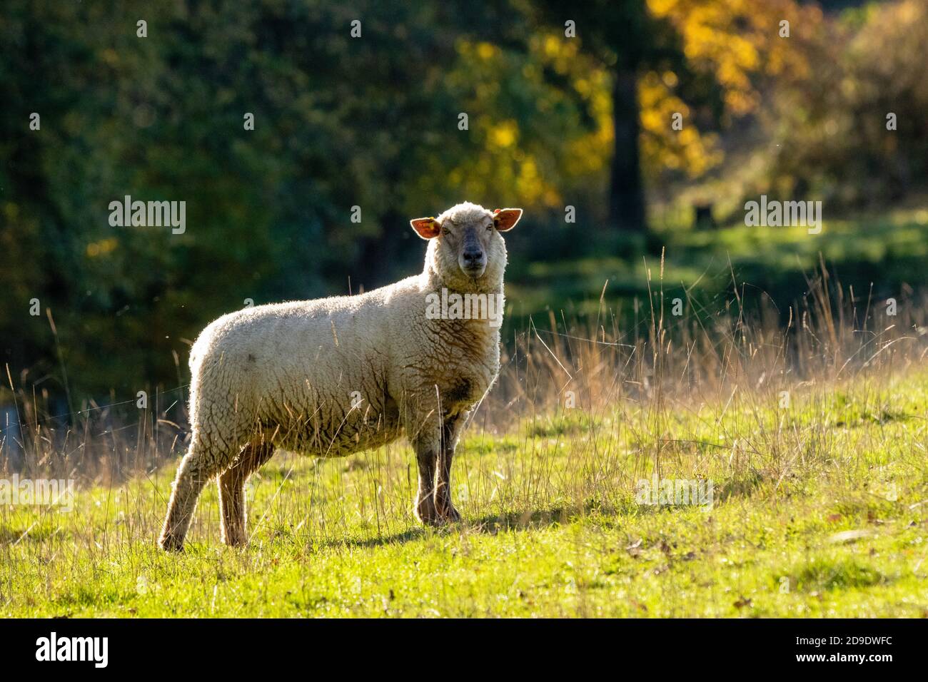 portrait of sheep in pasture Stock Photo - Alamy