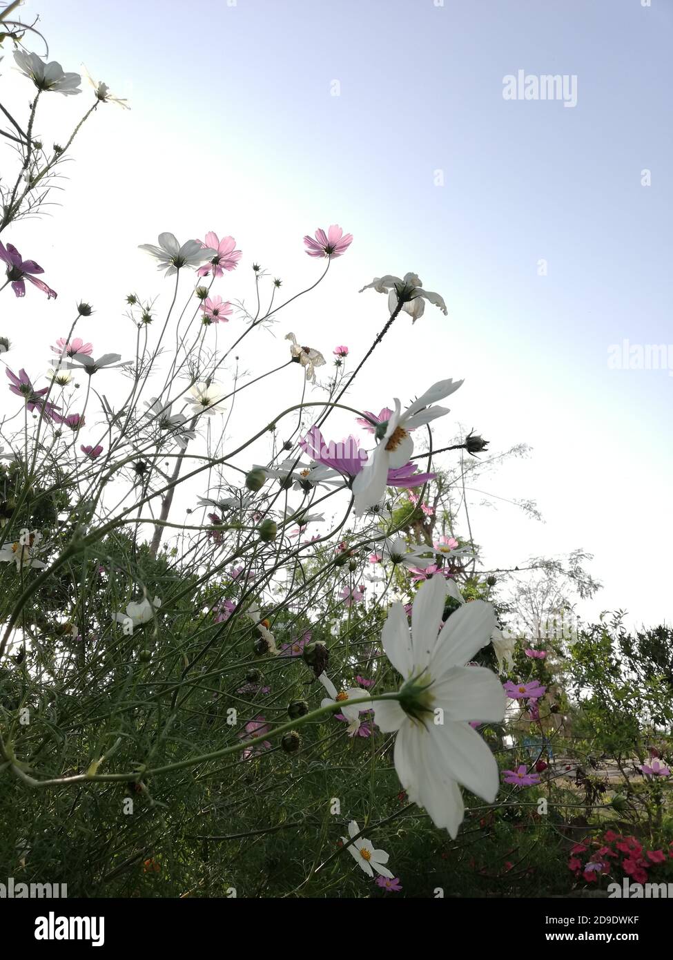 Cosmos is a genus of Asteraceae family , with the same common name of ...