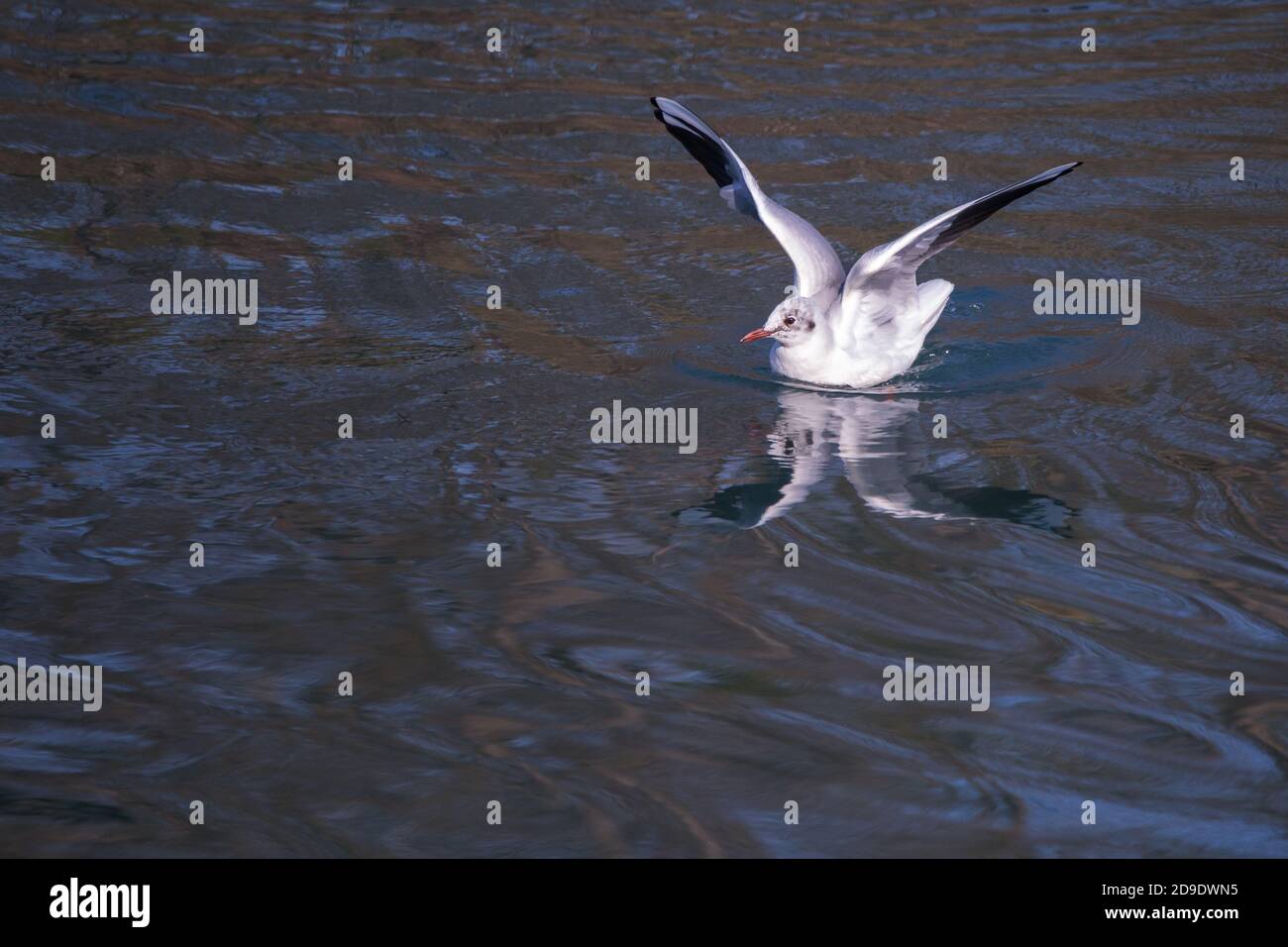 Reflections In Font High Resolution Stock Photography and Images - Alamy