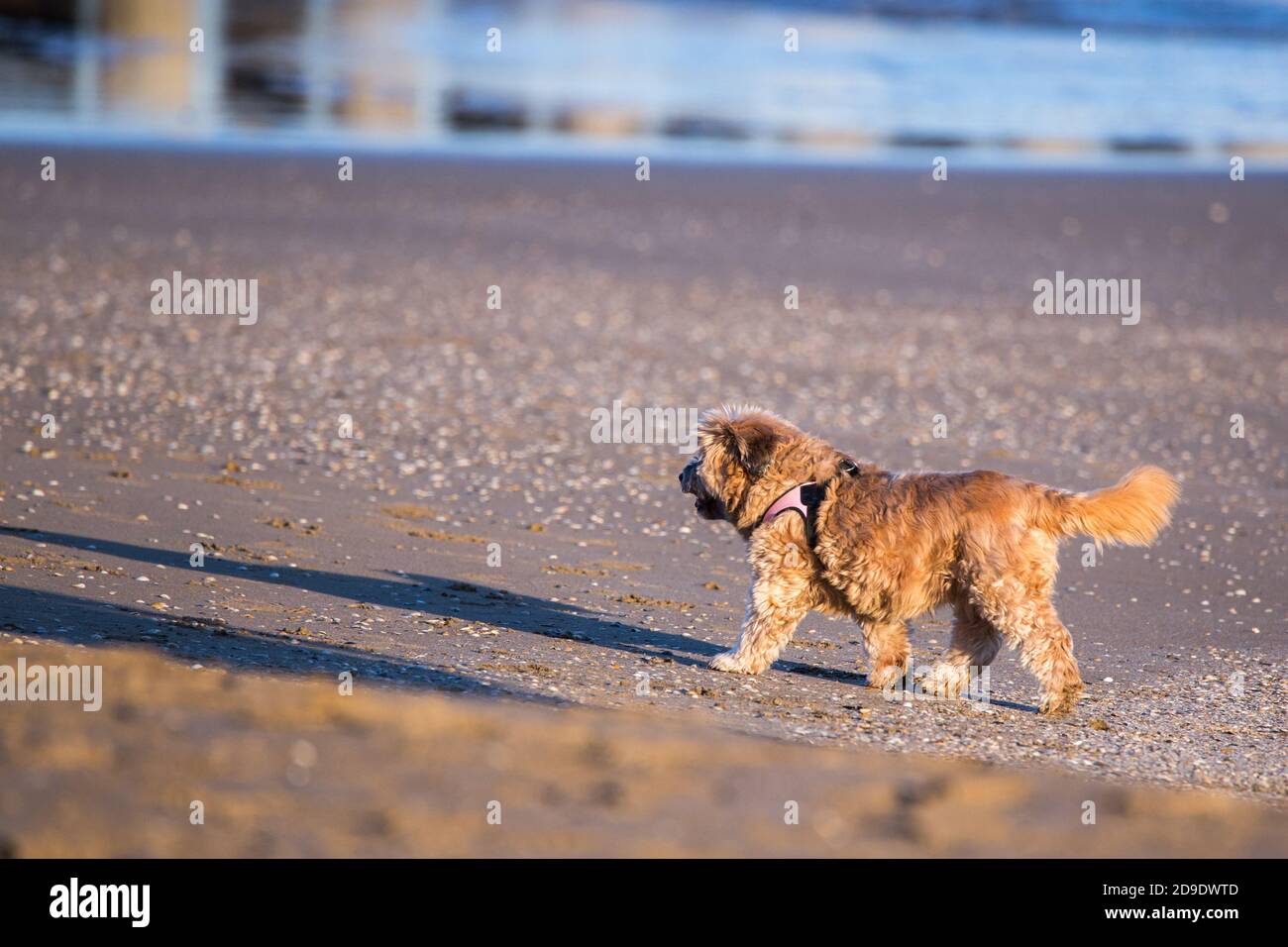 Brown small dog walking on the sand on a beach Stock Photo - Alamy
