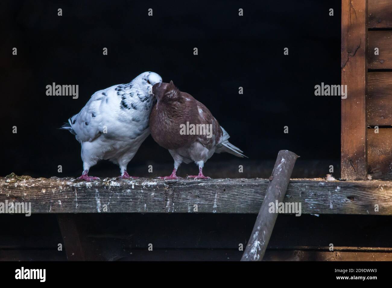 Pair of white and brown pigeons Columba Livia kissing on a sill of a ...