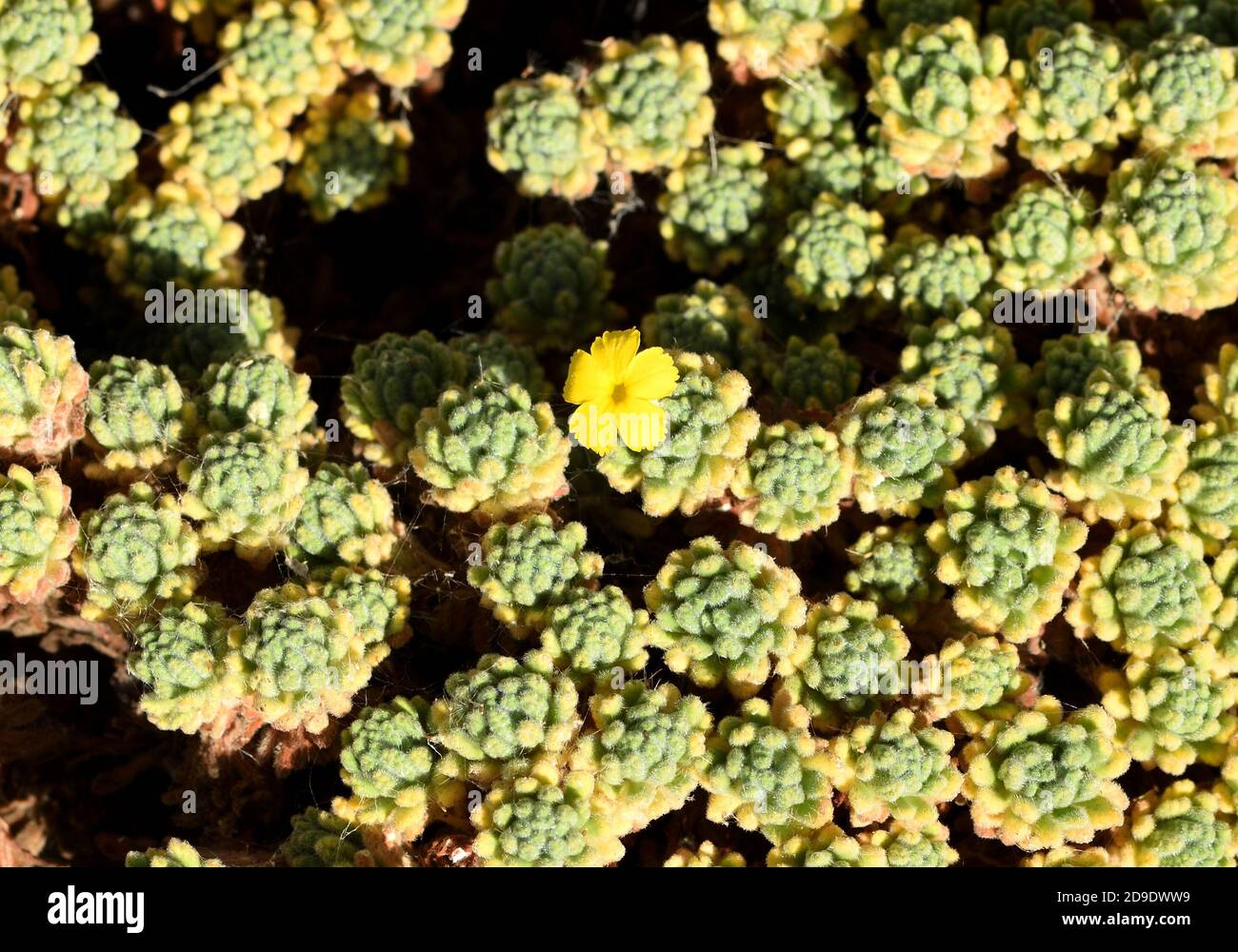 Dionysia hi-res stock photography and images - Alamy