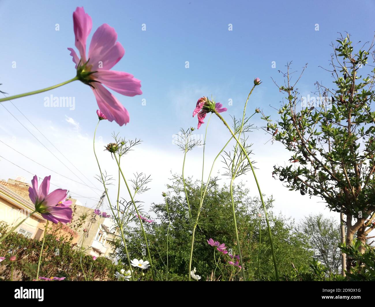 Cosmos is a genus of Asteraceae family , with the same common name of ...