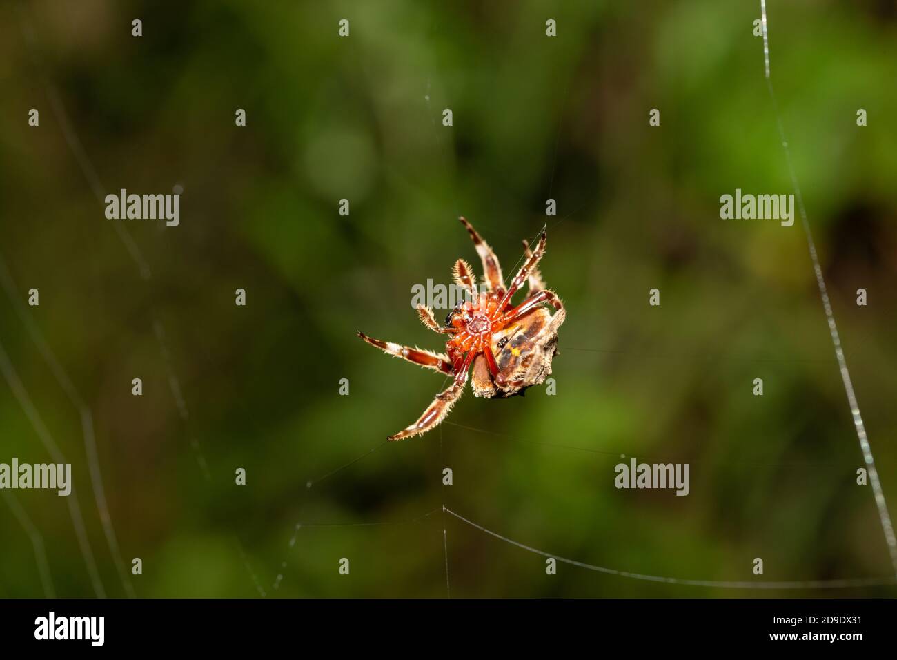 Madagascar orb weaver spider hi-res stock photography and images - Alamy