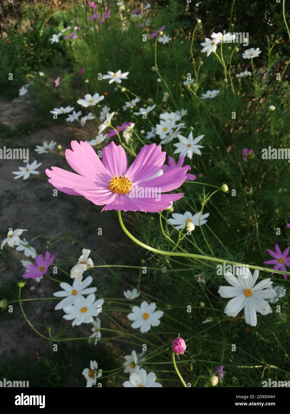 Cosmos is a genus of Asteraceae family , with the same common name of ...
