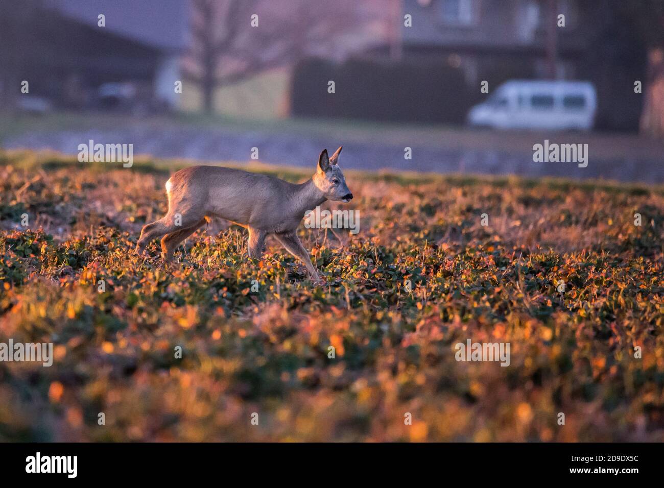 Roe Deer (Capreolus Capreolus) walking on a field with a house behind ...