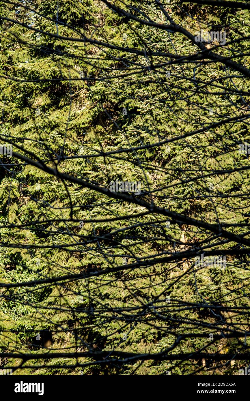 Autumn tree leaves texture background. leaf background texture Stock ...