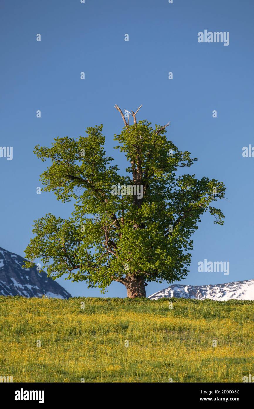 Culminate hi-res stock photography and images - Alamy