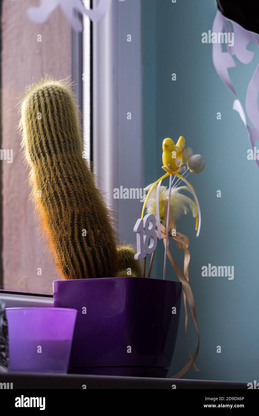 Fat Cactus plant with 18 number in a flower pot on a windowsill Stock ...