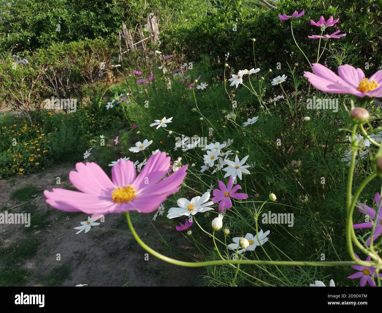 Cosmos is a genus of Asteraceae family , with the same common name of ...