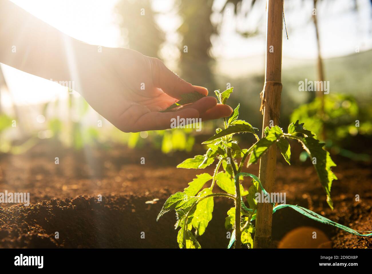 Close up female hand touching tomato plant in soil with sunny ...
