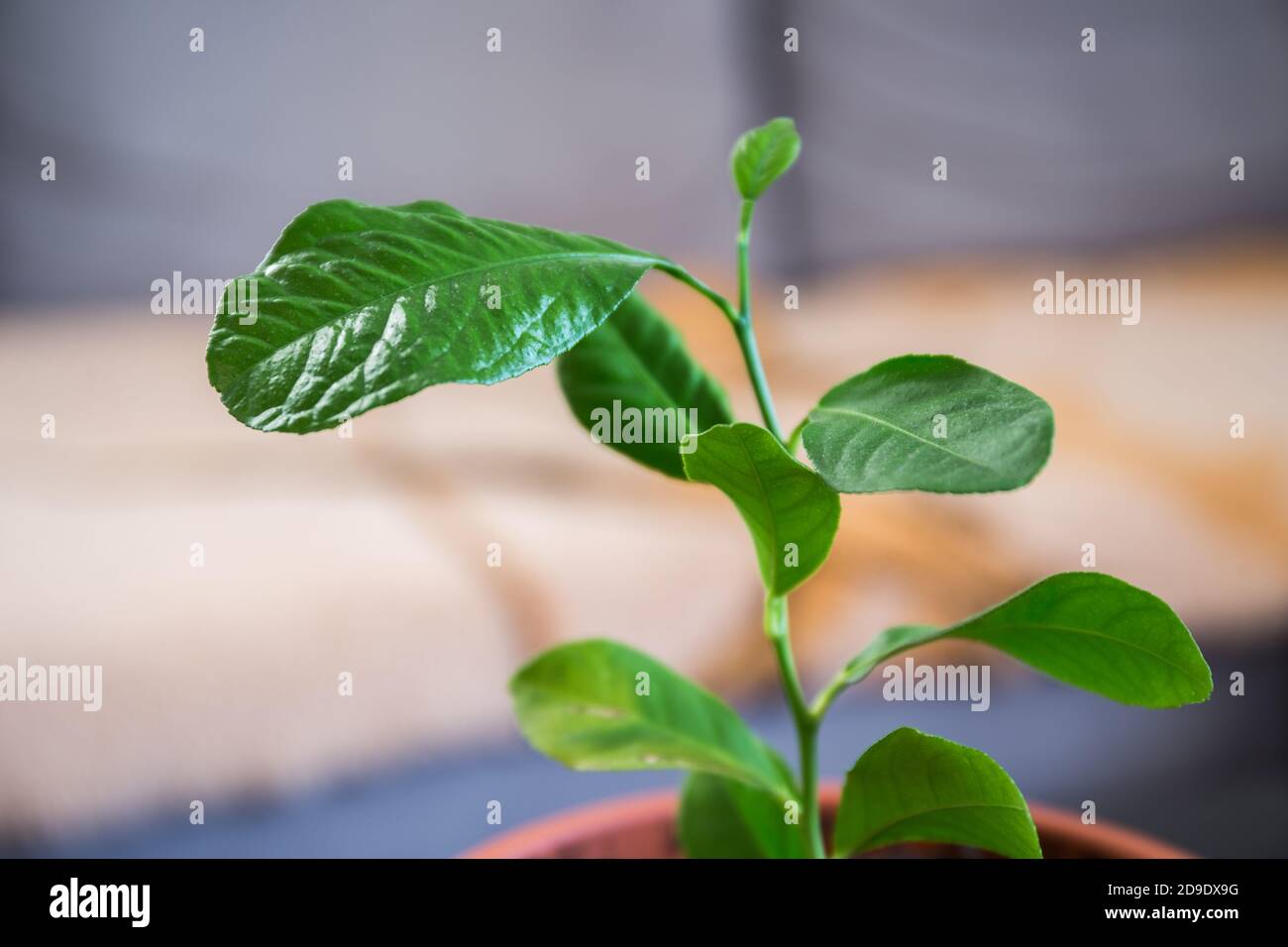 Small lemon tree hi-res stock photography and images - Alamy
