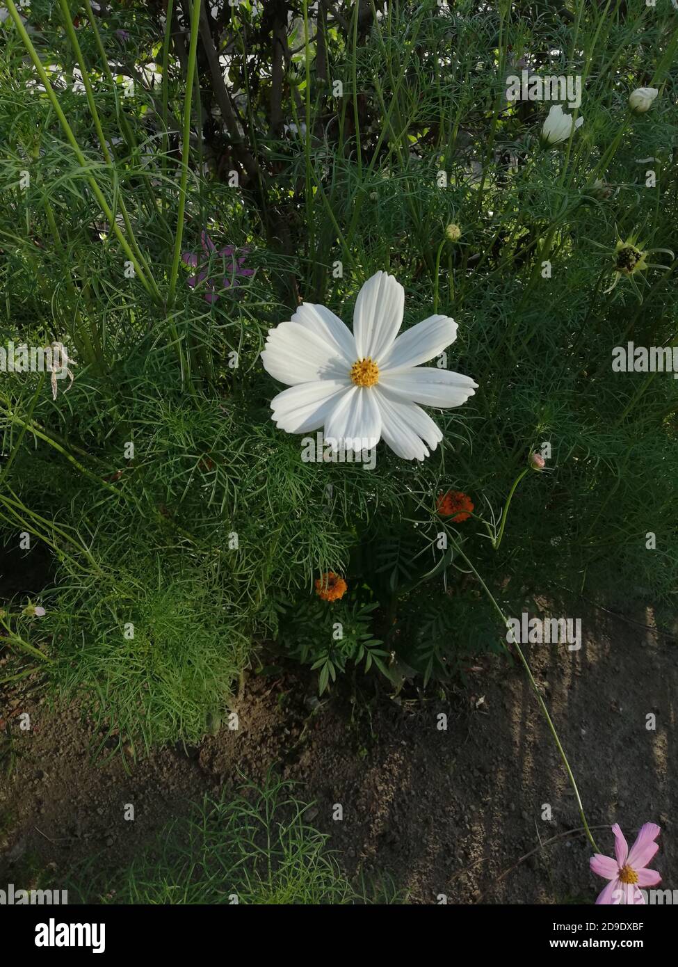 Cosmos is a genus of Asteraceae family , with the same common name of ...
