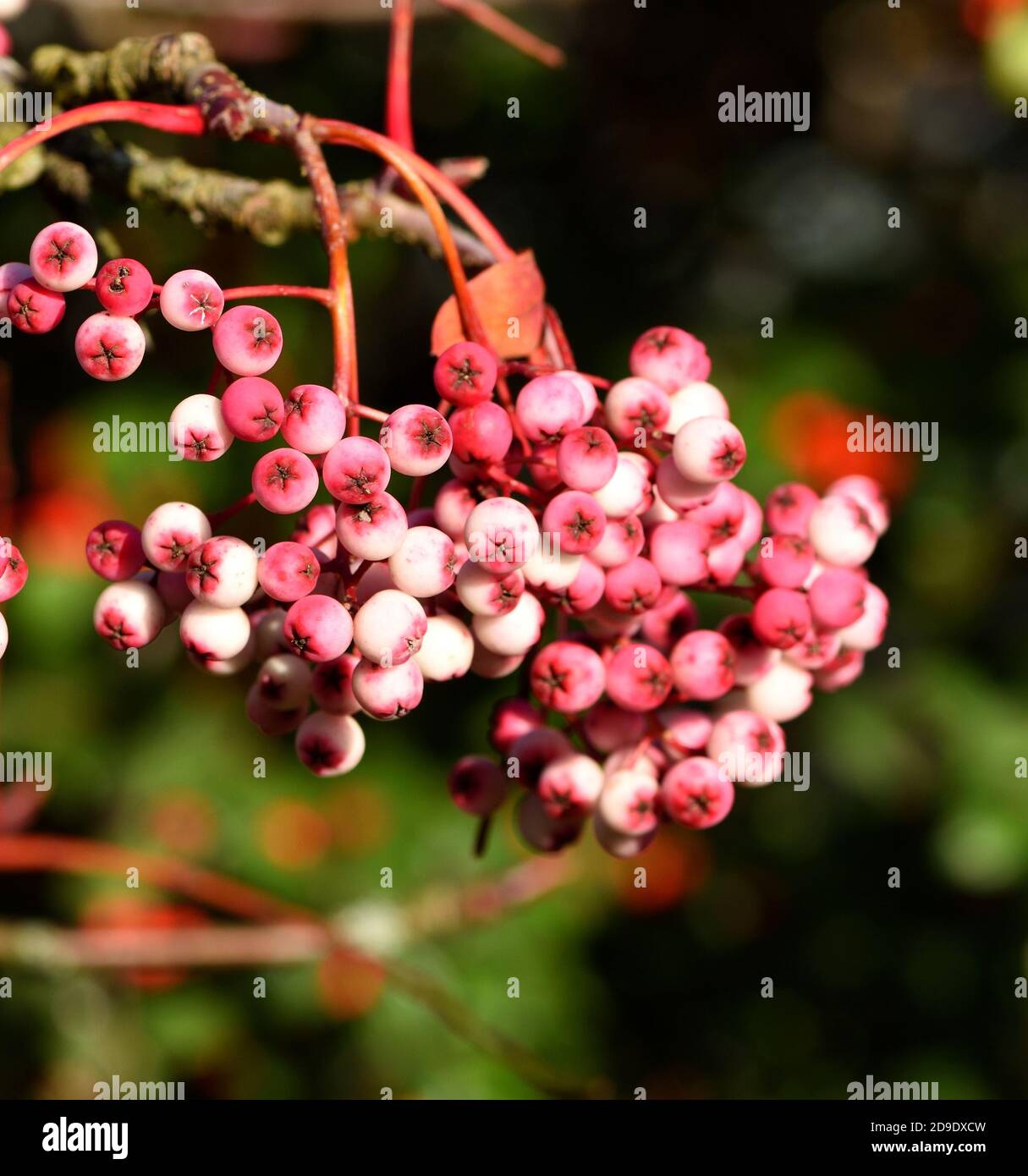Pink berries hi-res stock photography and images - Alamy