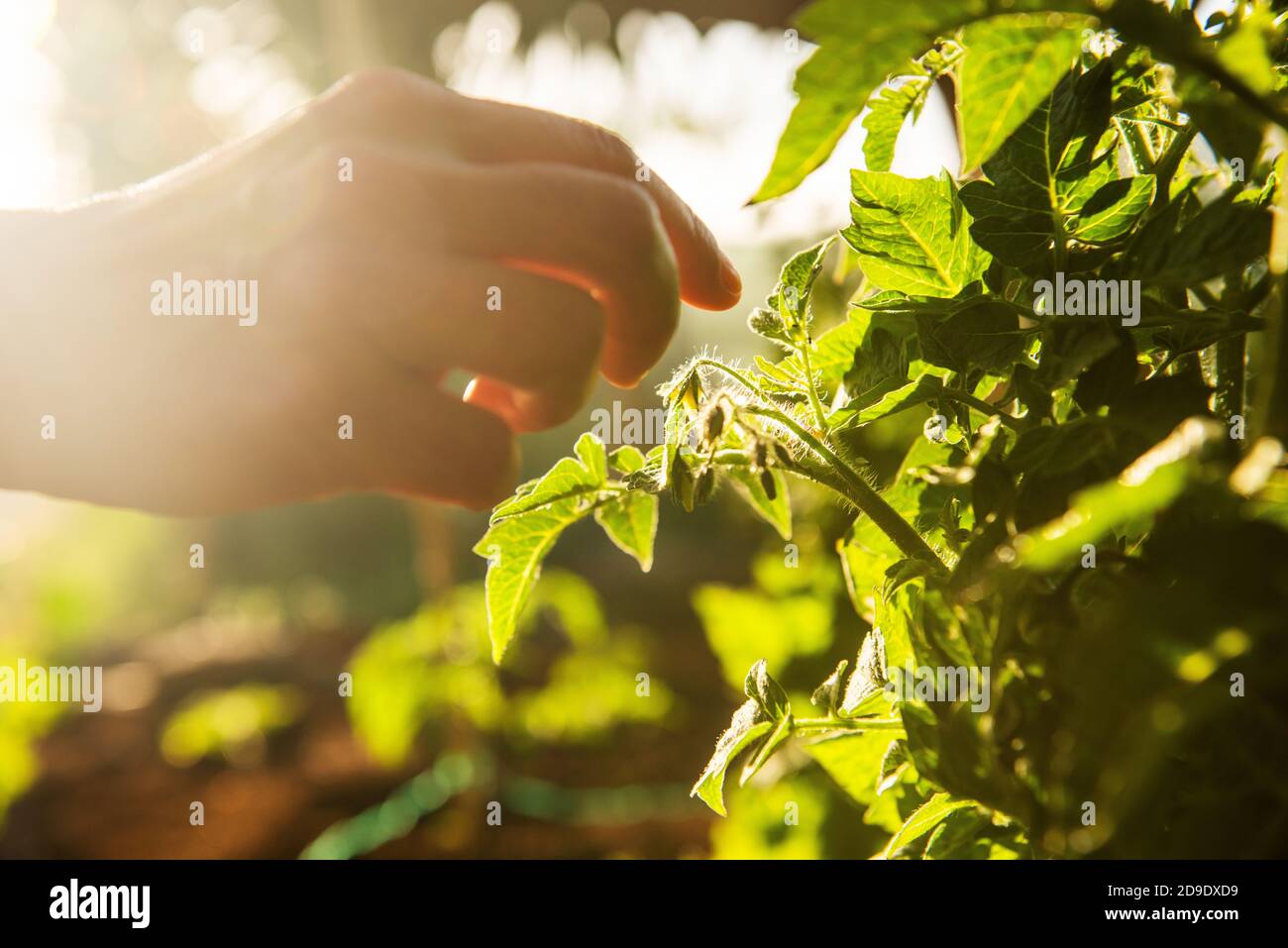 Close up female hand with tomato plant in soil with sunny background ...