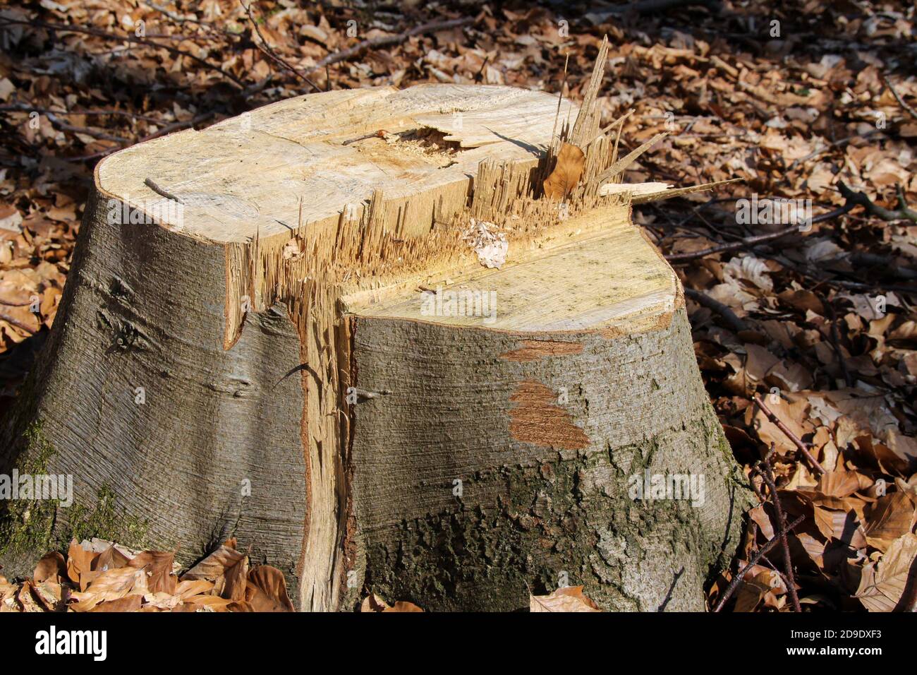 Tree stump in a forest under the sunlight Stock Photo - Alamy