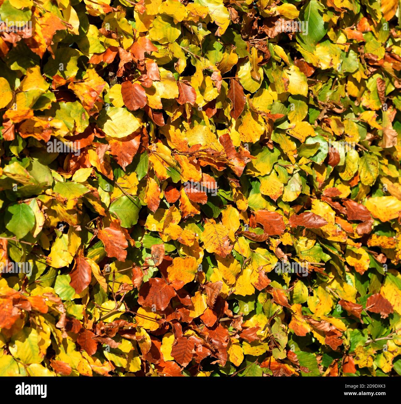 Beech hedging hi-res stock photography and images - Alamy