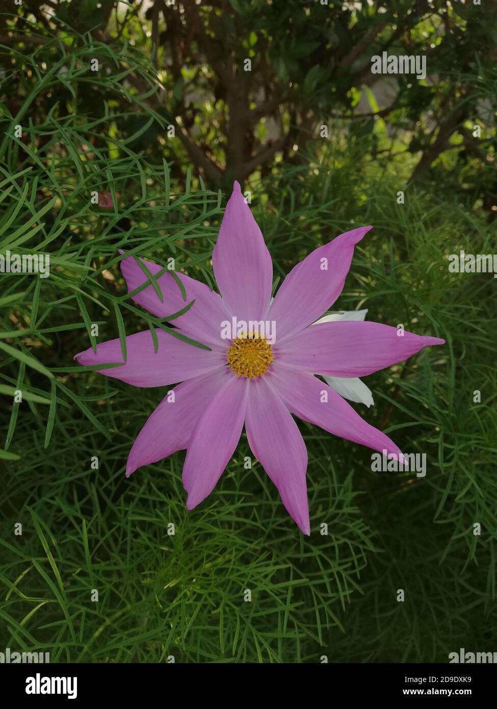Cosmos is a genus of Asteraceae family , with the same common name of ...