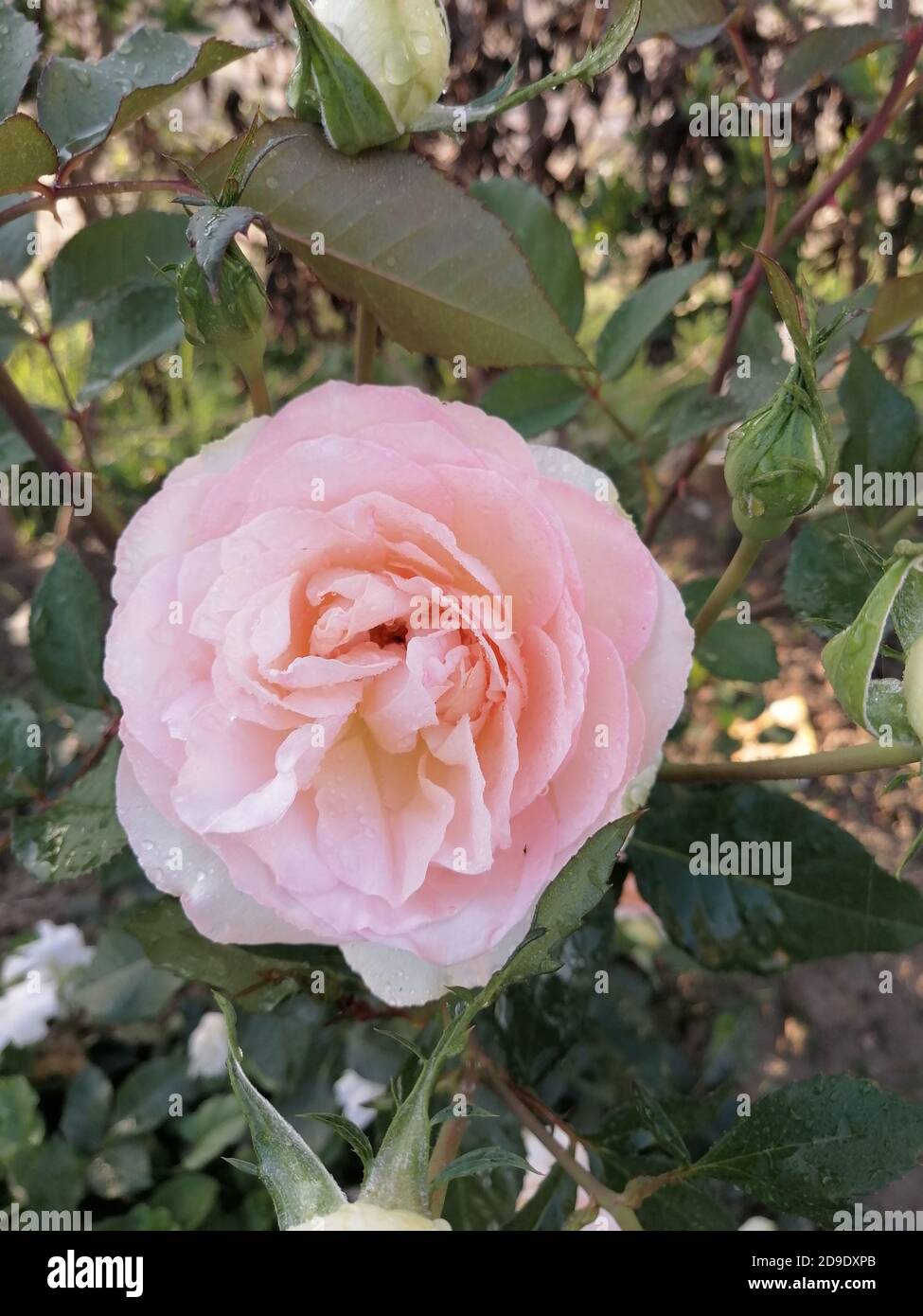 A rose Rosa is a woody perennial flowering plant of the genus Rosa, in ...