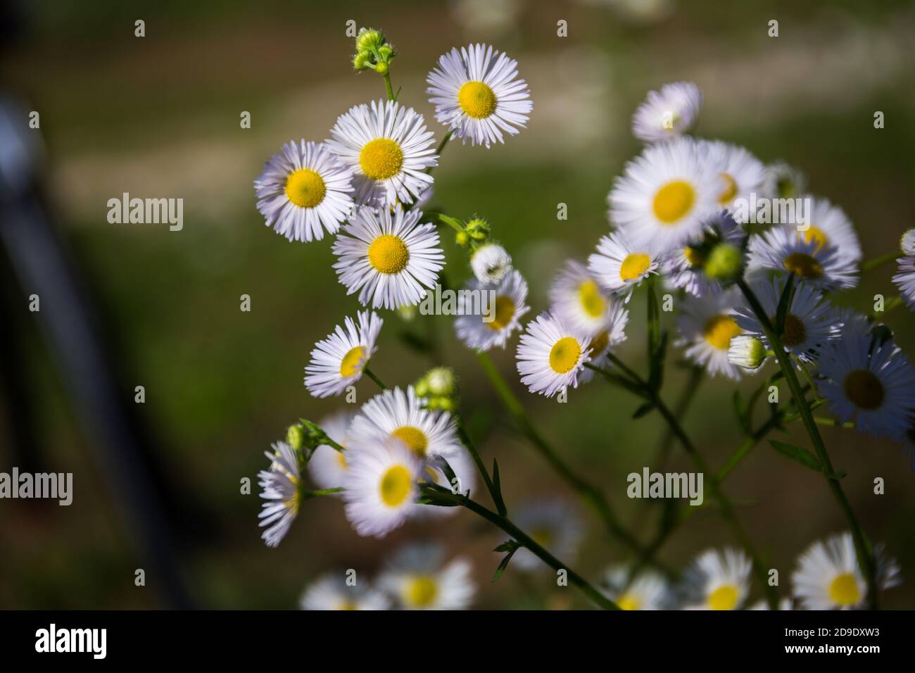 Beautiful flower Common Daisy Bellis perennis on a meadow close up ...