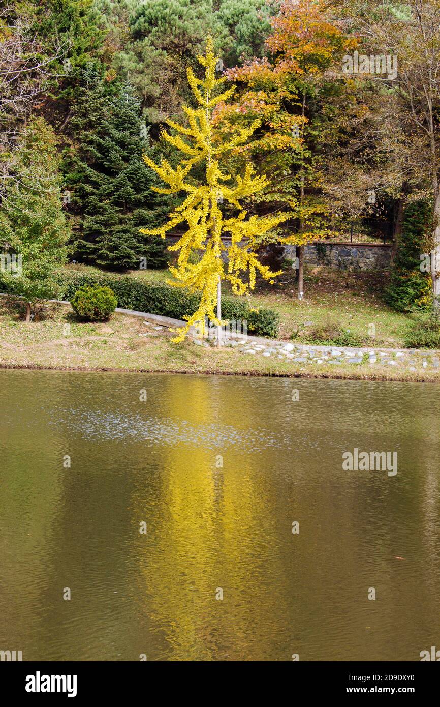 Very young small oak tree in pine forest in summer hi-res stock ...
