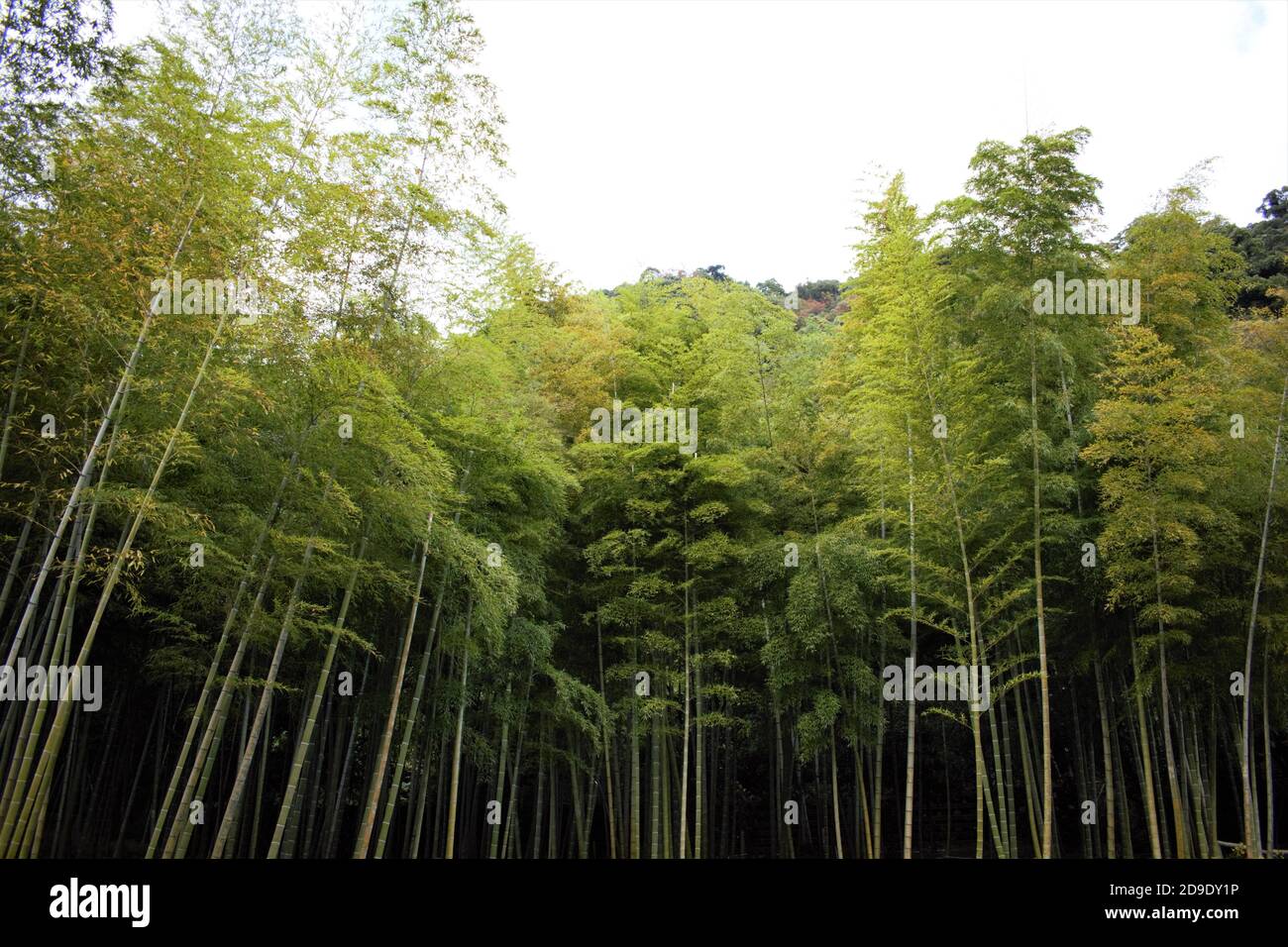 World heritage kagoshima hi-res stock photography and images - Alamy