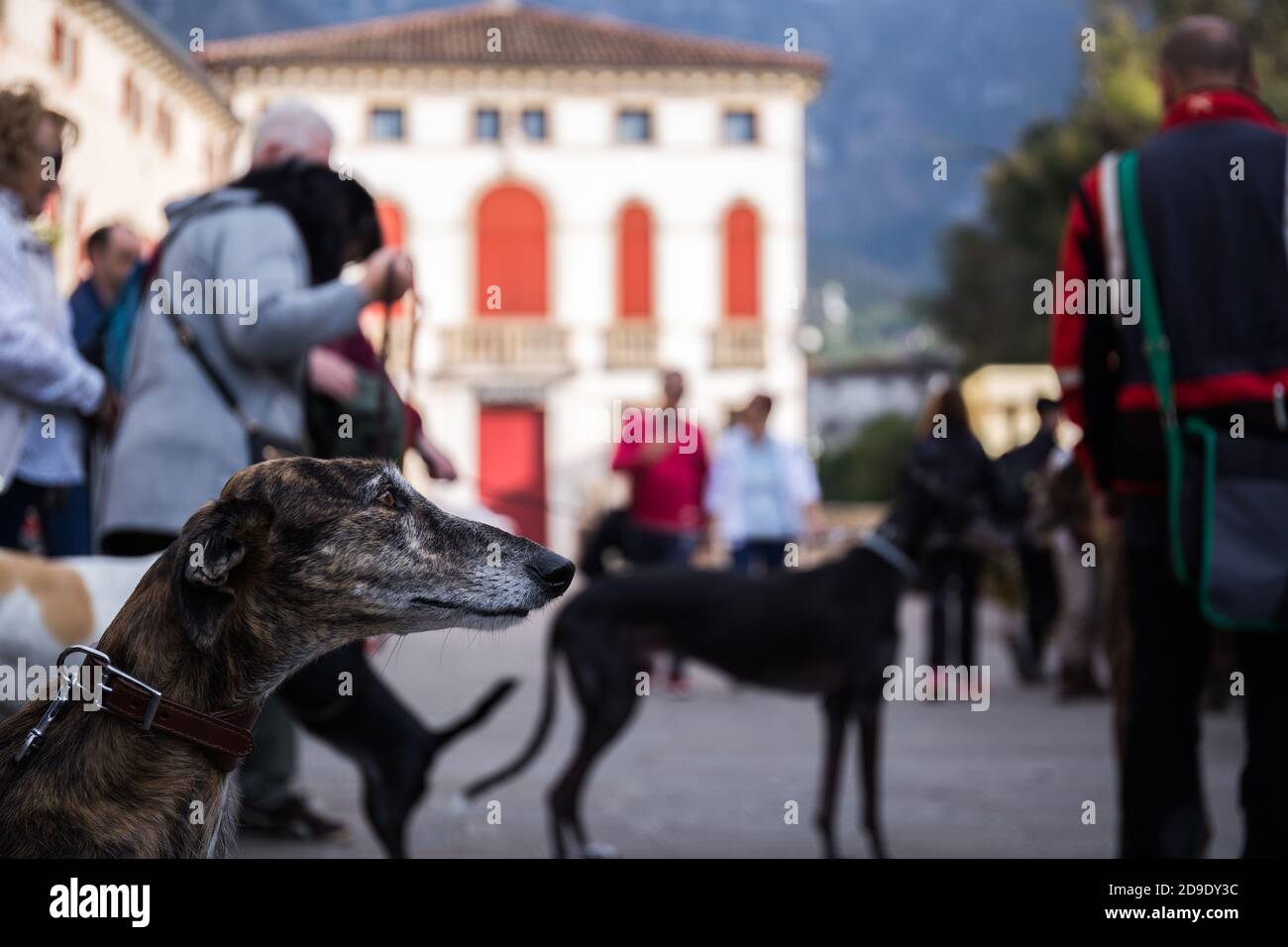 Face of a Spanish Greyhound Galgo dog on a leash in the city Stock ...