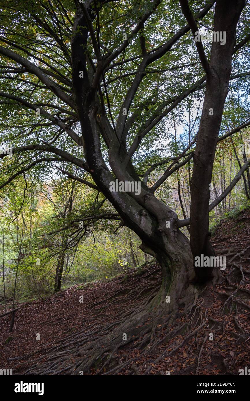 Splendid huge Beech Fagus sylvatica tree with enormous roots in a ...