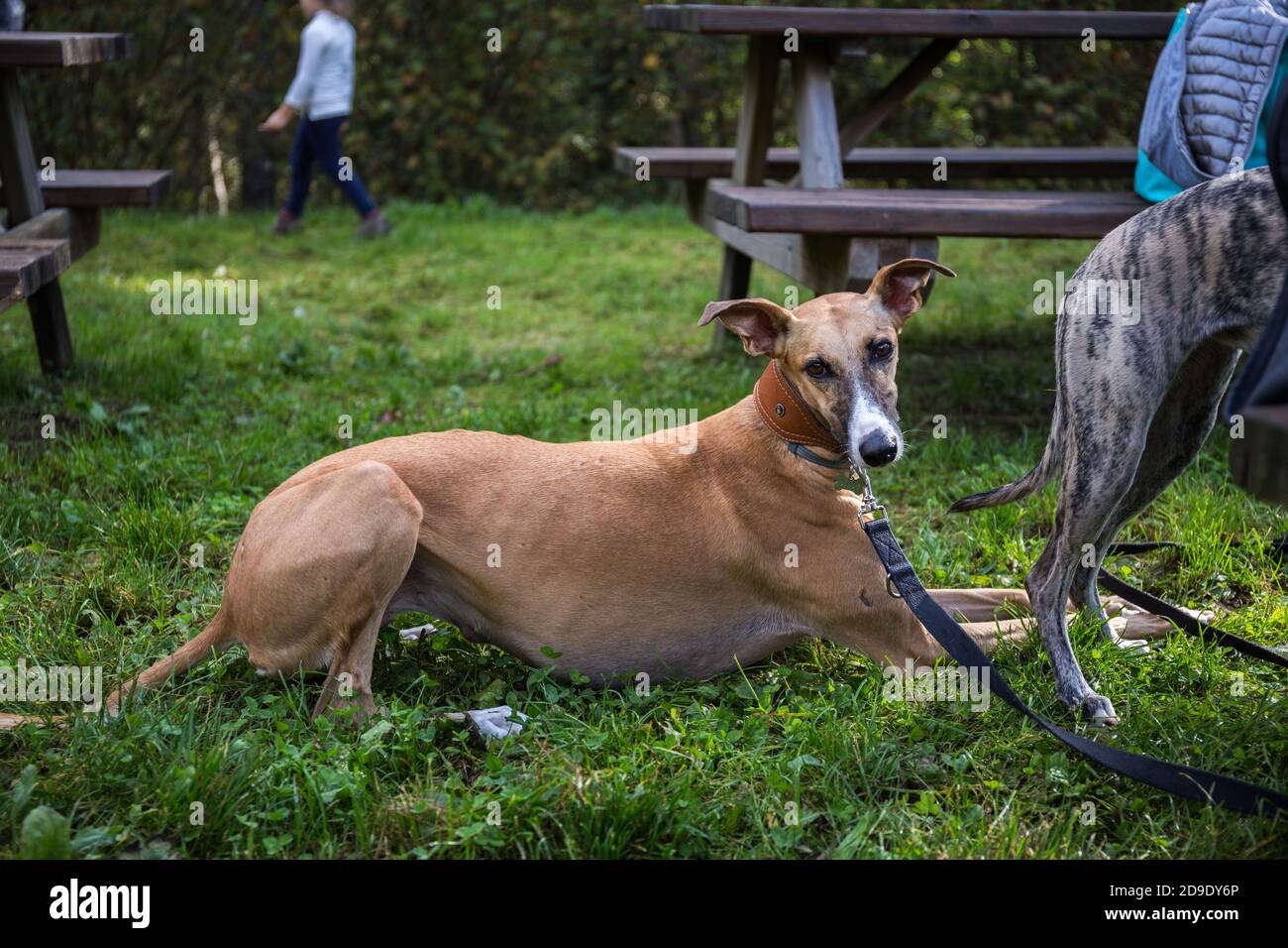 Portrait from profile of a brown Spanish Greyhound Galgo dog on a leash ...