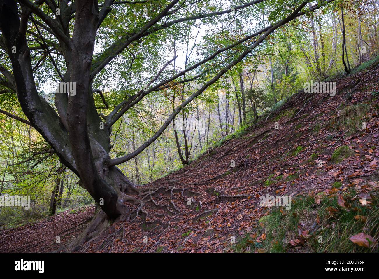 Splendid huge Beech Fagus sylvatica tree with enormous roots in a ...