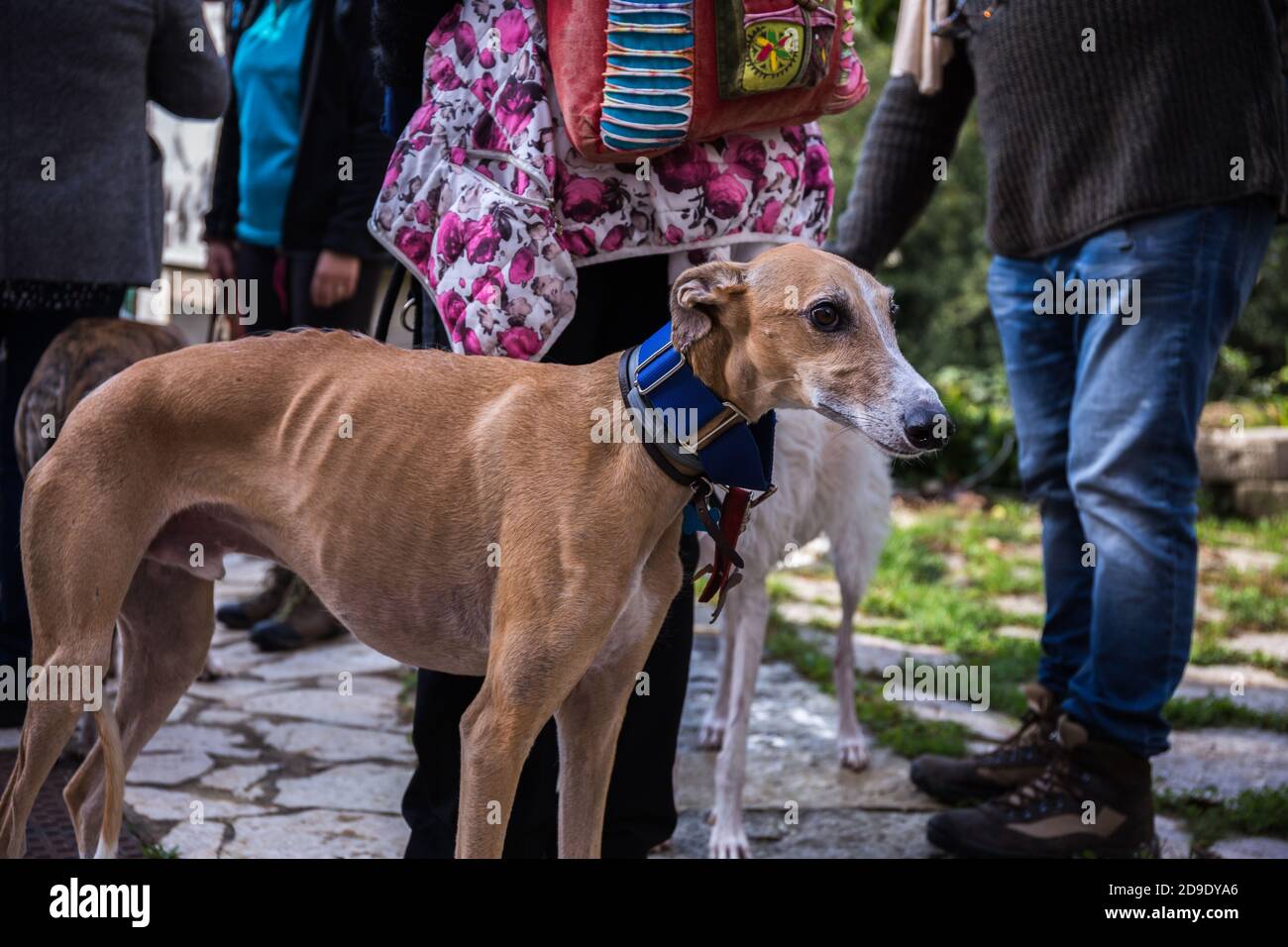 Portrait Dog Head Profile Greyhound High Resolution Stock Photography ...
