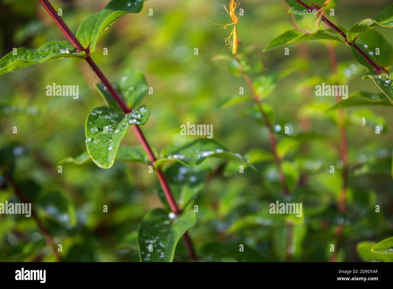 Water drops of dew on leaves of a Sweet Amber Hypericum androsaemum ...