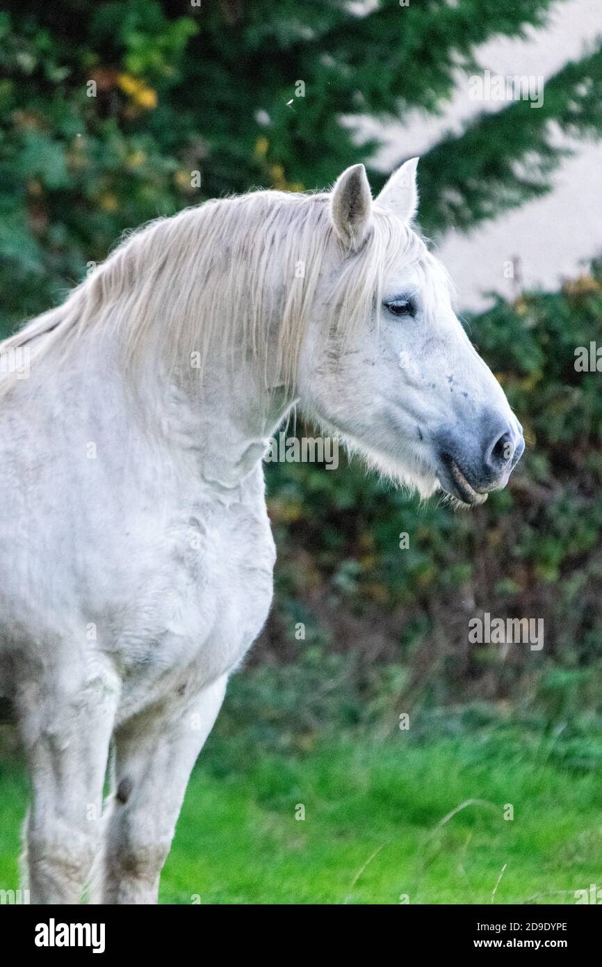 Mare udder hi-res stock photography and images - Alamy