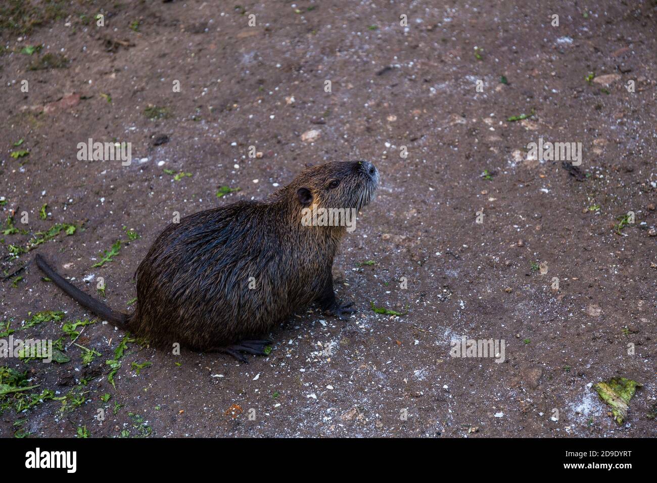 Beaver tail close up hi-res stock photography and images - Alamy