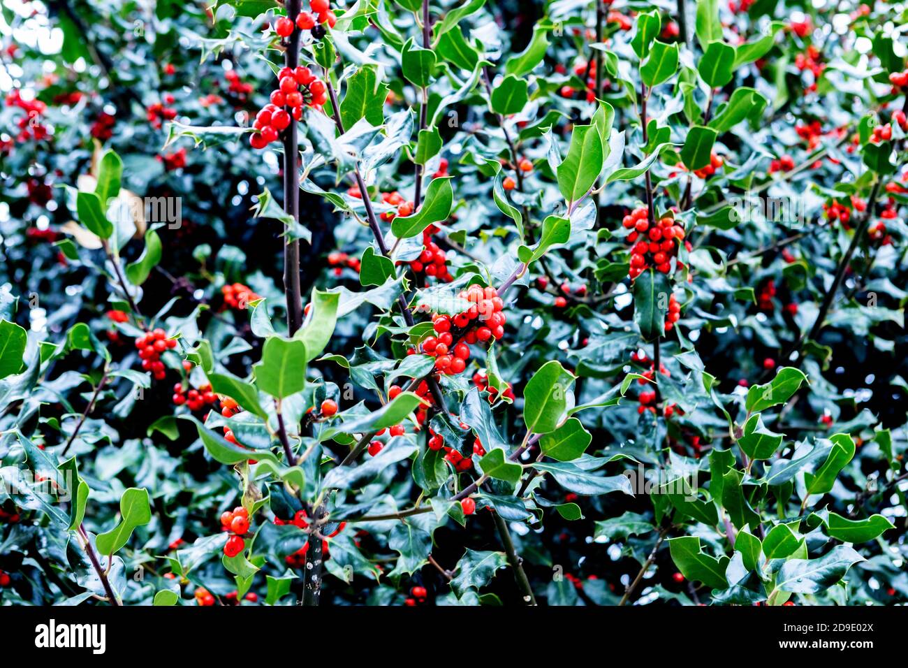 Holly tree photo hi-res stock photography and images - Alamy